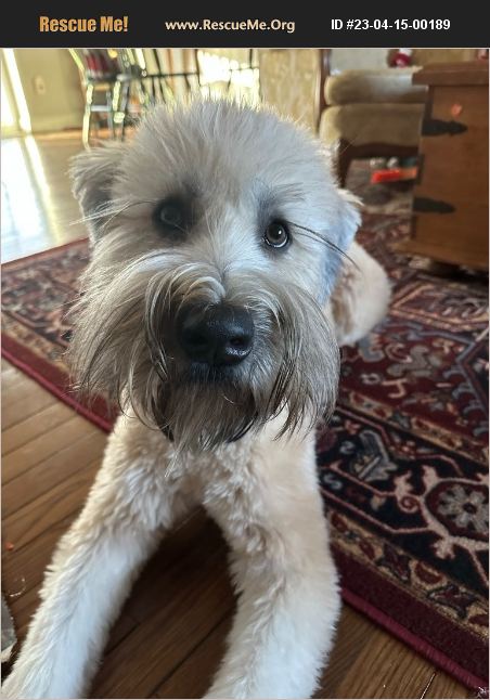ADOPT 23041500189 ~ Soft Coated Wheaten Terrier Rescue ~ Lancaster, PA