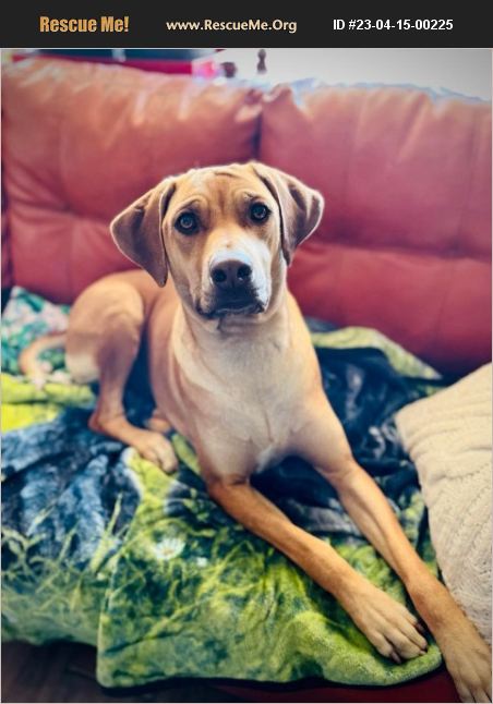 ADOPT 23041500225 ~ Rhodesian Ridgeback Rescue ~ San Antonio, TX