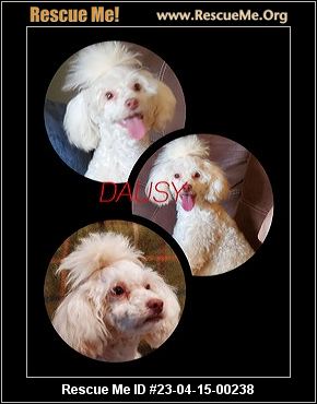 - California Poodle Rescue - ADOPTIONS - Rescue Me!