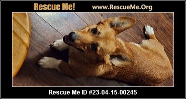 - Oregon Corgi Rescue - ADOPTIONS - Rescue Me!