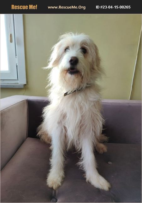 ADOPT 23041500265 ~ Norfolk Terrier Rescue ~ Toronto, Ontario, Canada