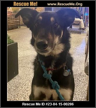 - California Border Collie Rescue - ADOPTIONS - Rescue Me!