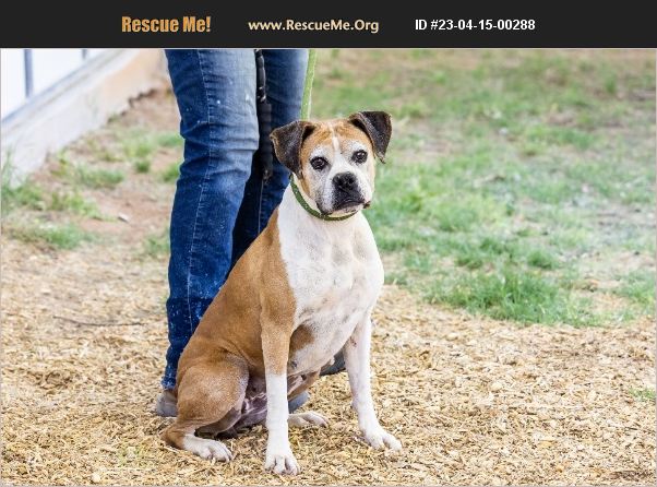 ADOPT 23041500288 ~ Boxer Rescue ~ Cochise, AZ