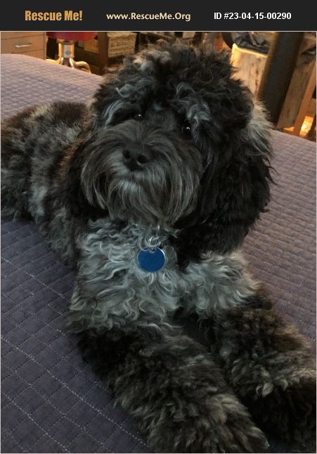 ADOPT 23041500290 ~ Cockapoo Rescue ~ St Louis, MO