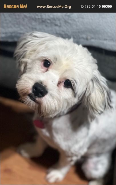 ADOPT 23041500300 ~ Havanese Rescue ~ Scottsdale, AZ