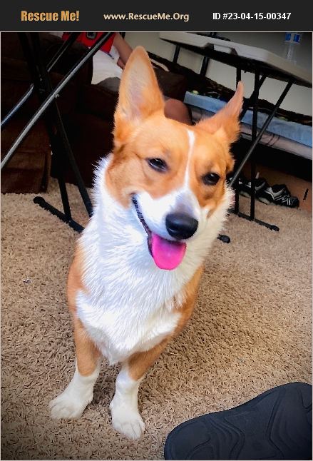 ADOPT 23041500347 ~ Corgi Rescue ~ San Diego, CA