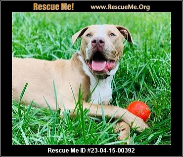 - Colorado Pit Bull Rescue - ADOPTIONS - Rescue Me!