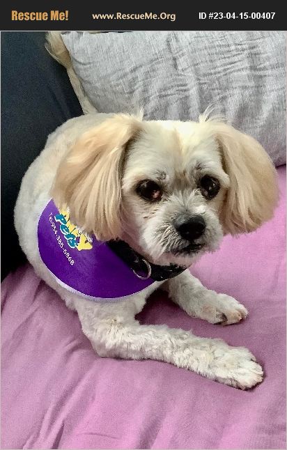 ADOPT 23041500407 ~ Lhasa Apso Rescue ~ Fort Myers Beach, FL