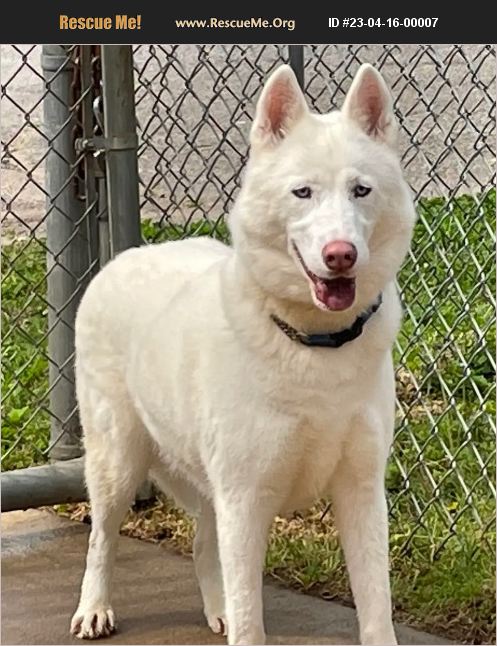 ADOPT 23041600007 ~ Siberian Husky Rescue ~ Bennington County, VT