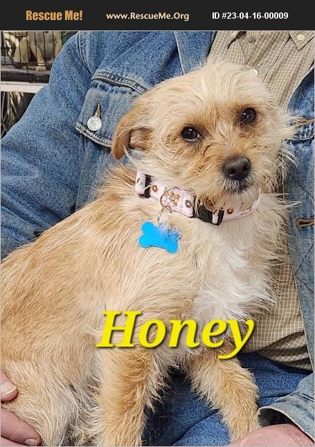 ADOPT 23041600009 ~ Border Terrier Rescue ~ West Richland, WA