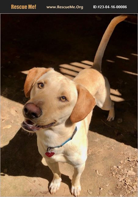ADOPT 23041600086 ~ Lab Rescue ~ Lexington, KY