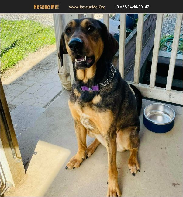 ADOPT 23041600147 ~ Black and Tan Coonhound Rescue ~ New Oxford, PA