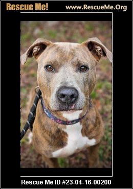 - Florida Pit Bull Rescue - ADOPTIONS - Rescue Me!