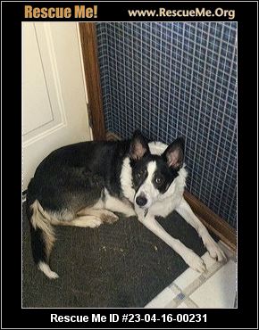 - Ohio Border Collie Rescue - ADOPTIONS - Rescue Me!