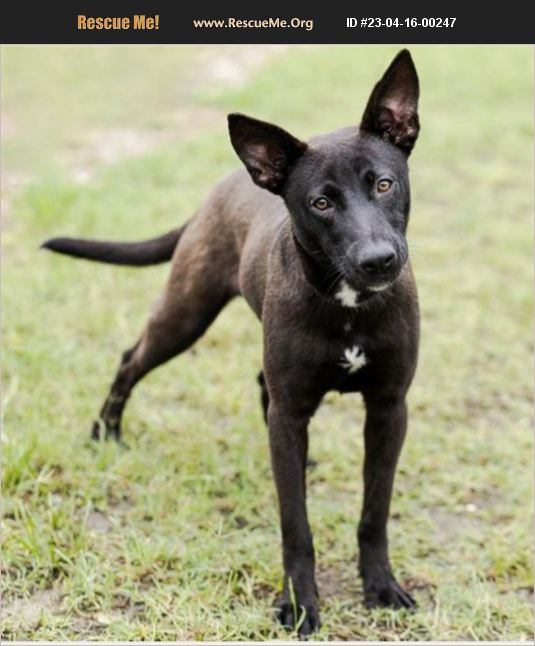 ADOPT 23041600247 ~ Australian Kelpie Rescue ~ Winston Salem, NC