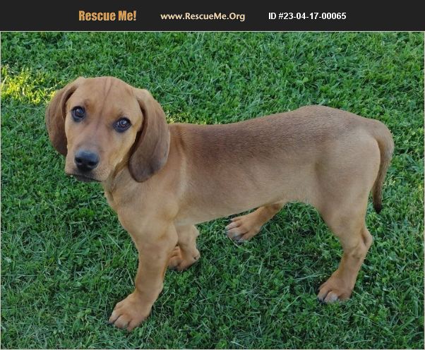 ADOPT 23041700065 ~ Redbone Coonhound Rescue ~ Cookeville, TN