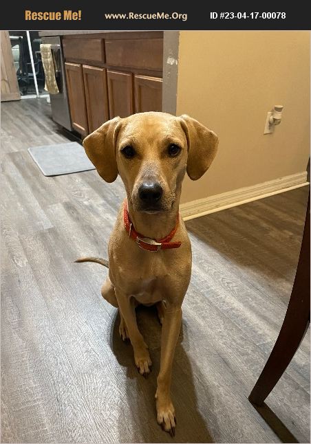 ADOPT 23041700078 ~ Vizsla Rescue ~ Orlando, FL