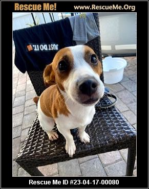 - Florida Jack Russell Rescue - ADOPTIONS - Rescue Me!