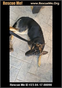 - Indiana German Shepherd Rescue - ADOPTIONS - Rescue Me!