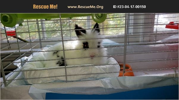ADOPT 23041700150 ~ Rabbit Rescue ~ Portsmouth, VA