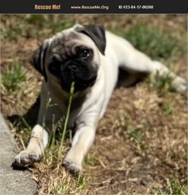 ADOPT 23041700268 ~ Pug Rescue ~ Alameda, CA