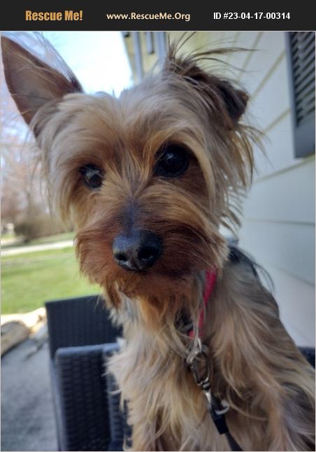 ADOPT 23041700314 ~ Yorkie Rescue ~ Warren, OH