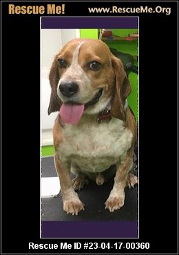 - Pennsylvania Beagle Rescue - ADOPTIONS - Rescue Me!