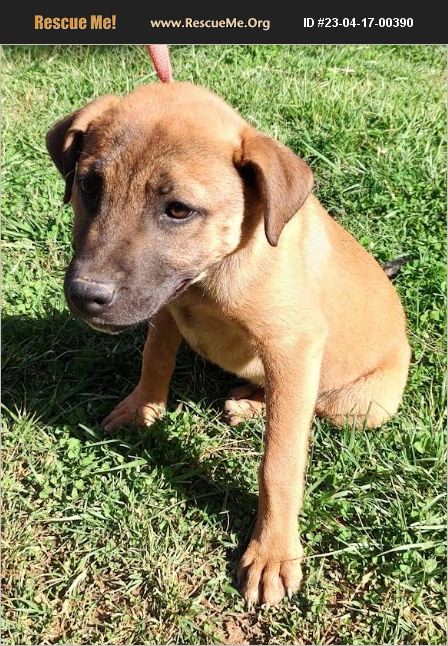 ADOPT 23041700390 ~ Mountain Cur Rescue ~ Somerset, KY