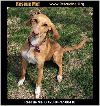 - Iowa Dog Rescue - ADOPTIONS - Rescue Me!