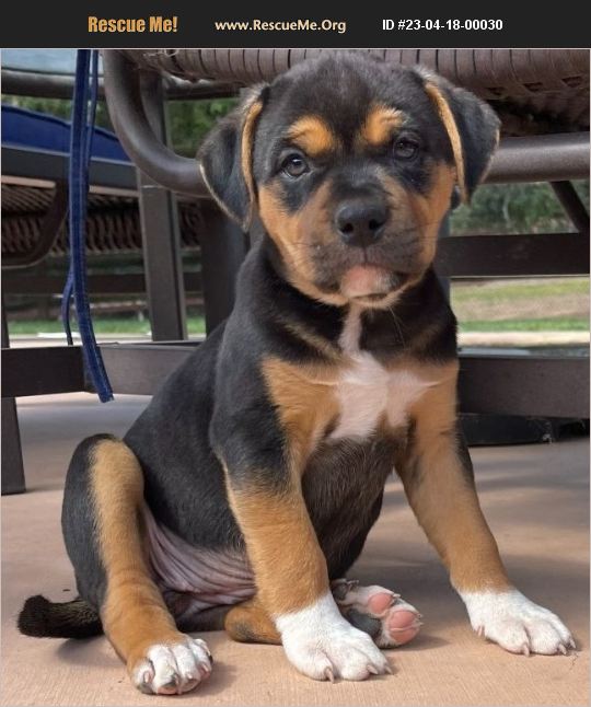 ADOPT 23041800030 ~ Rottweiler Rescue ~ Los Angeles, CA