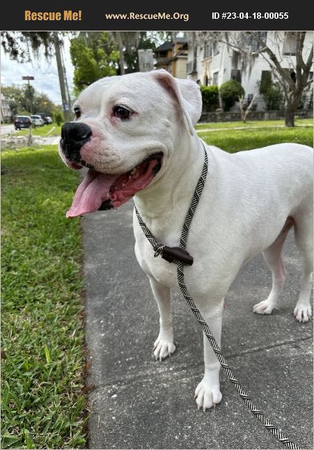 ADOPT 23041800055 ~ Boxer Rescue ~ Tallahassee, FL