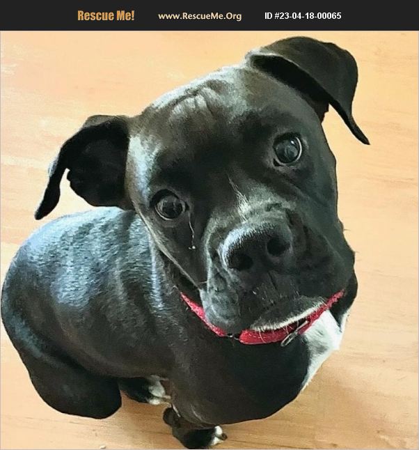 ADOPT 23041800065 ~ Boxer Rescue ~ Tallahassee, FL