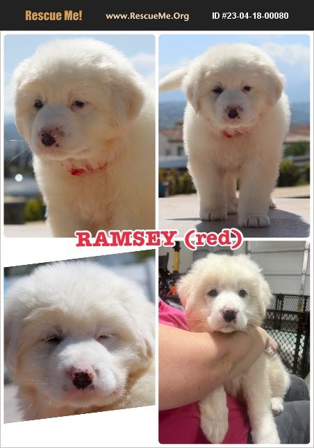 ADOPT 23041800080 ~ Great Pyrenees Rescue ~ Riverside, CA