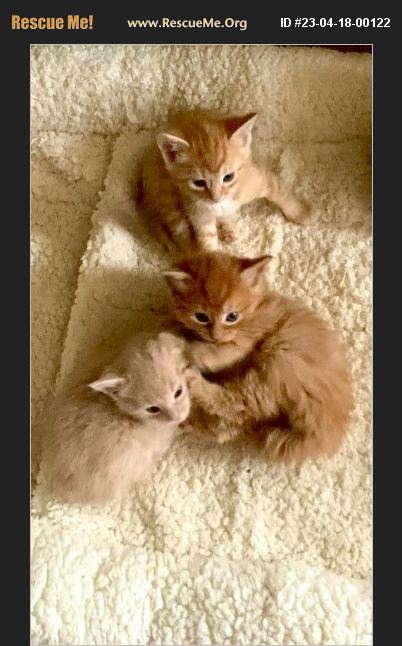 ADOPT 23041800122 ~ Manx Rescue ~ Dillsburg, PA