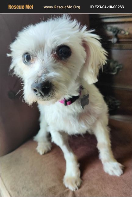 ADOPT 23041800233 ~ Maltese Rescue ~ Los Angeles, CA
