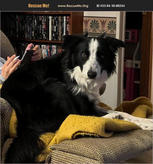 ADOPT 23041800244 ~ Border Collie Rescue ~ Barbourville, KY