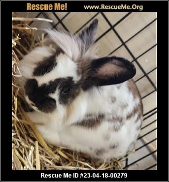 - Pennsylvania Rabbit Rescue - ADOPTIONS - Rescue Me!