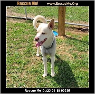 - Ohio Siberian Husky Rescue - ADOPTIONS - Rescue Me!