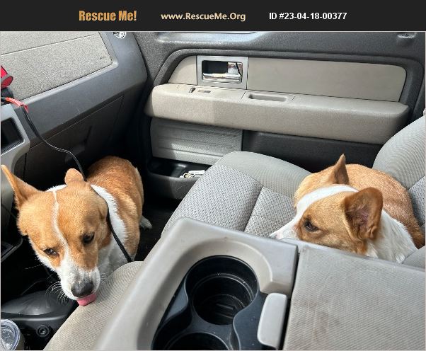ADOPT 23041800377 ~ Corgi Rescue ~ Beaverton, OR