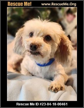 - Colorado Maltese Rescue - ADOPTIONS - Rescue Me!