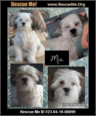 - Arizona Lhasa Apso Rescue - ADOPTIONS - Rescue Me!