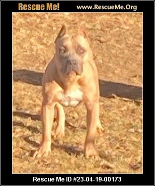 - Colorado Pit Bull Rescue - ADOPTIONS - Rescue Me!