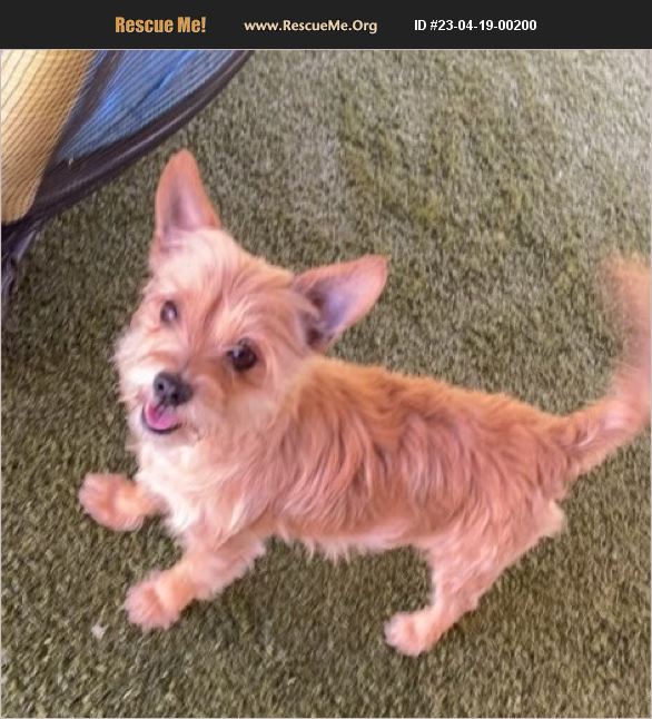 ADOPT 23041900200 ~ Yorkie Rescue ~ Houston, TX