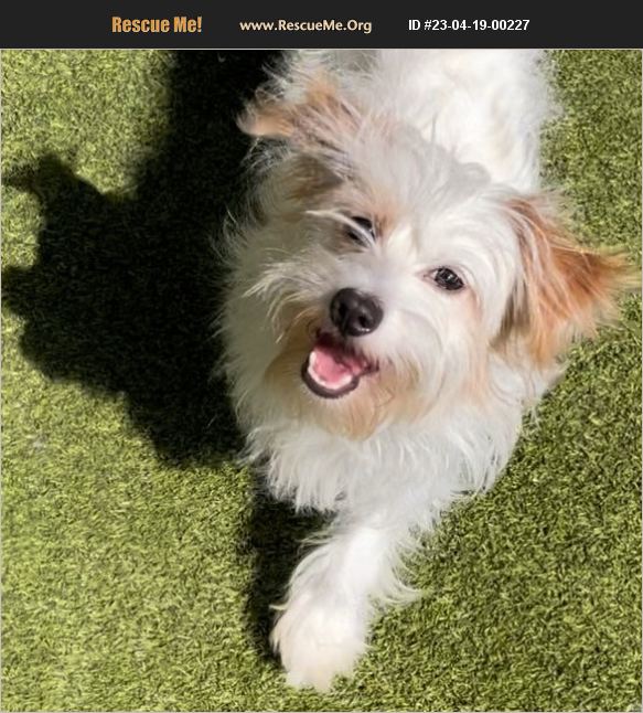ADOPT 23041900227 ~ Maltese Rescue ~ Houston, TX