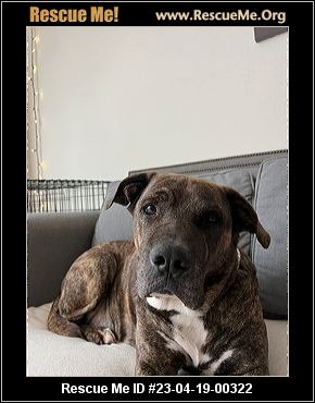 - Texas Boxer Rescue - ADOPTIONS - Rescue Me!