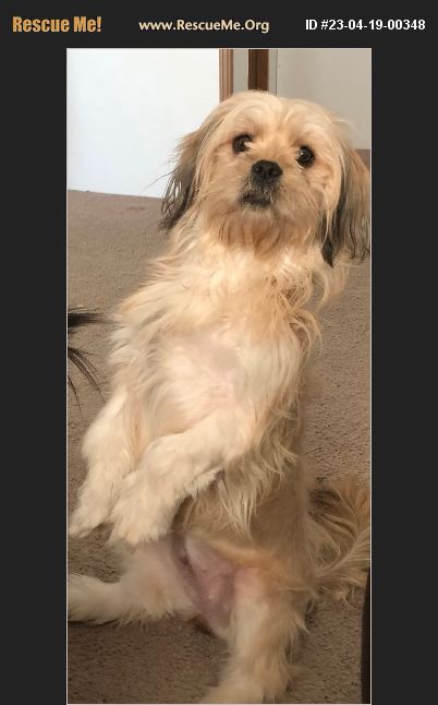 ADOPT 23041900348 ~ Lhasa Apso Rescue ~ Milton, WV