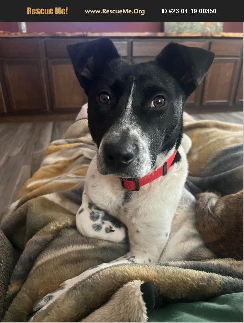 ADOPT 23041900350 ~ Pointer Rescue ~ Tomah, WI