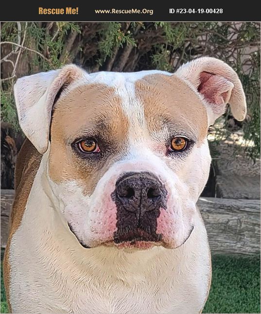 ADOPT 23041900428 ~ Bulldog Rescue ~ Albuquerque, NM