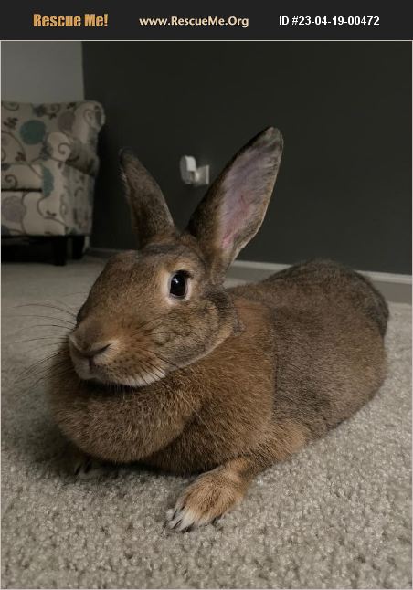 ADOPT 23041900472 ~ Rabbit Rescue ~ Plano, IL