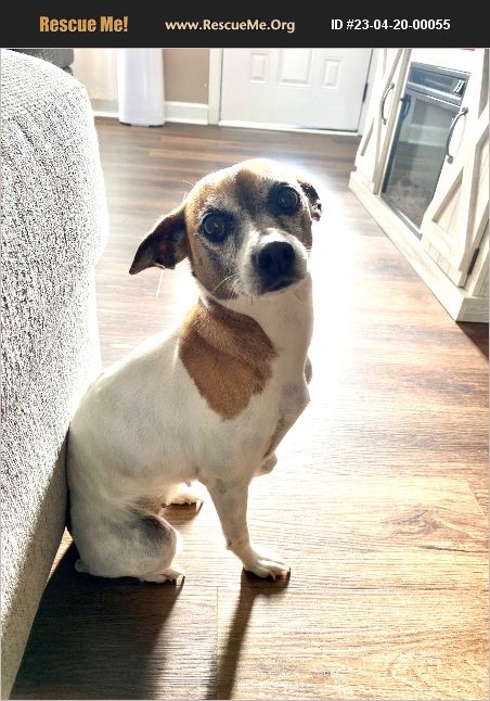 ADOPT 23042000055 ~ Rat Terrier Rescue ~ Trinity, NC